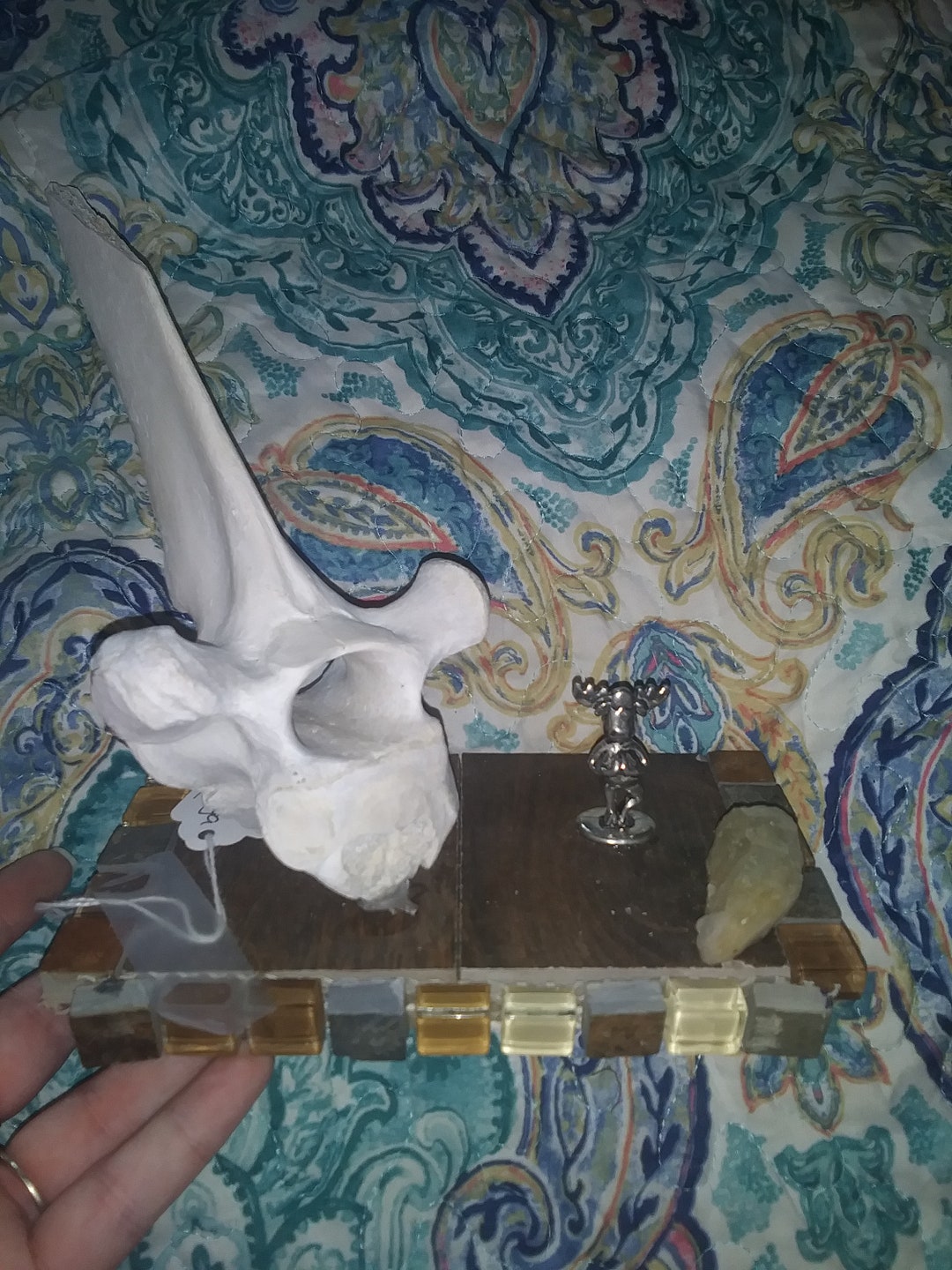 Moose Vertebrae Display With Pewter Yoga Moose - Etsy