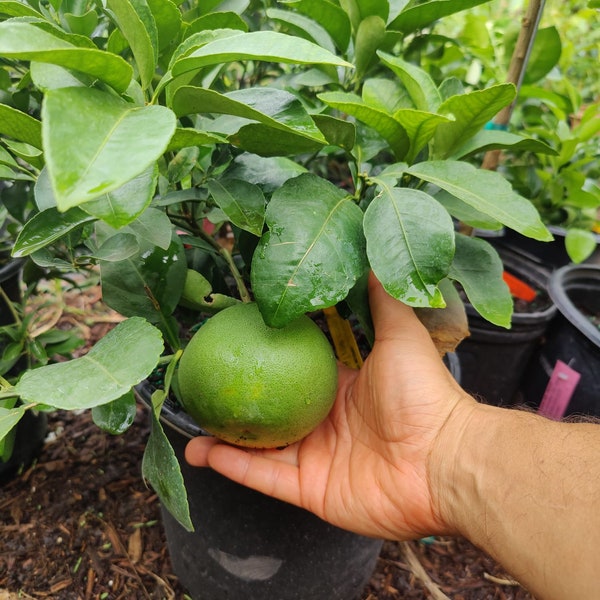 Dwarf Grapefruit Tree - Etsy