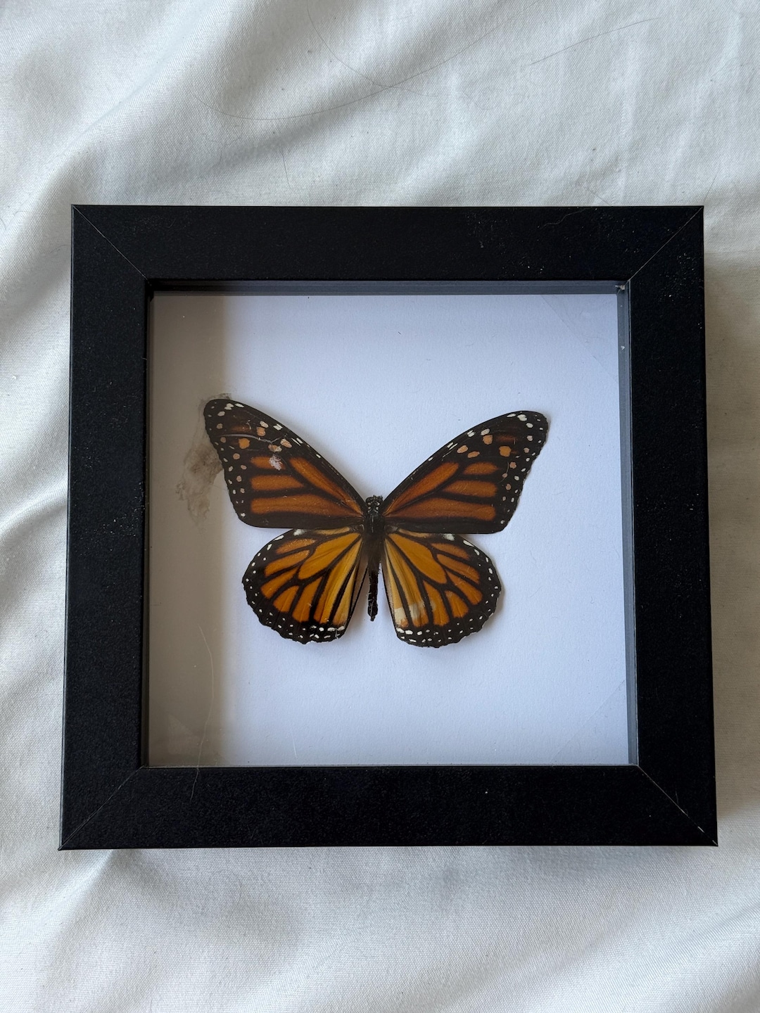 Pinned Monarch Butterfly in Frame - Etsy