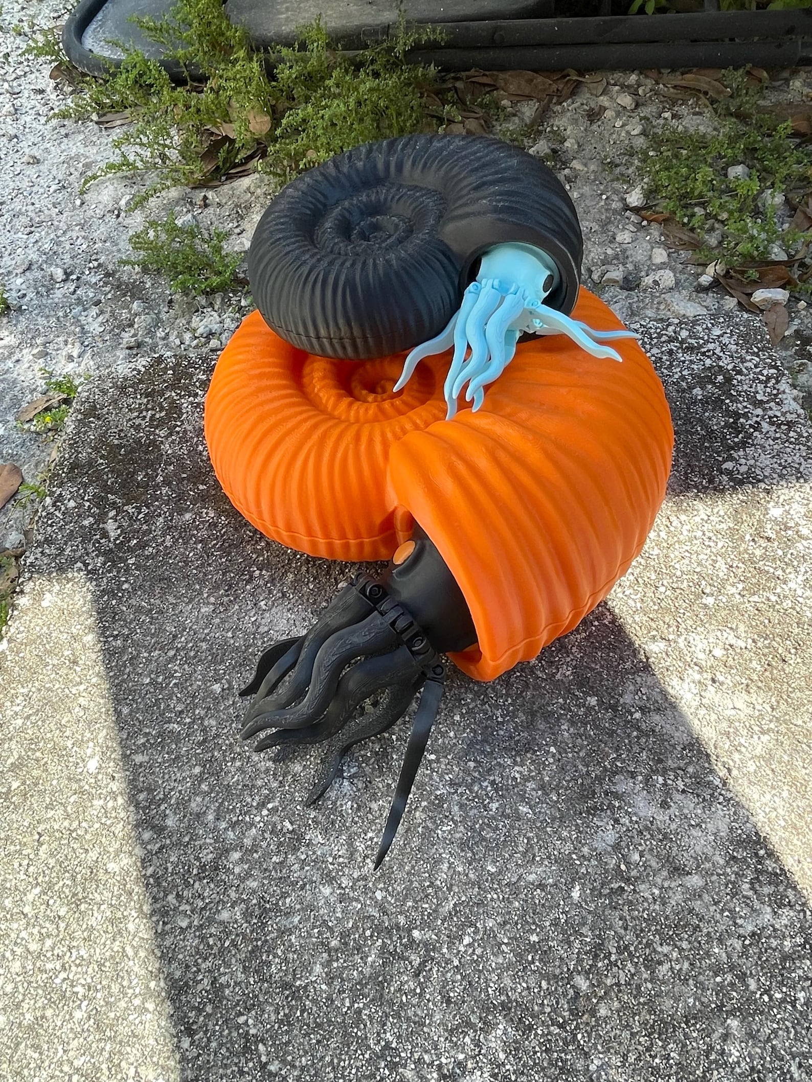 Articulated Ammonite, 3D Printed Ammonite - Etsy