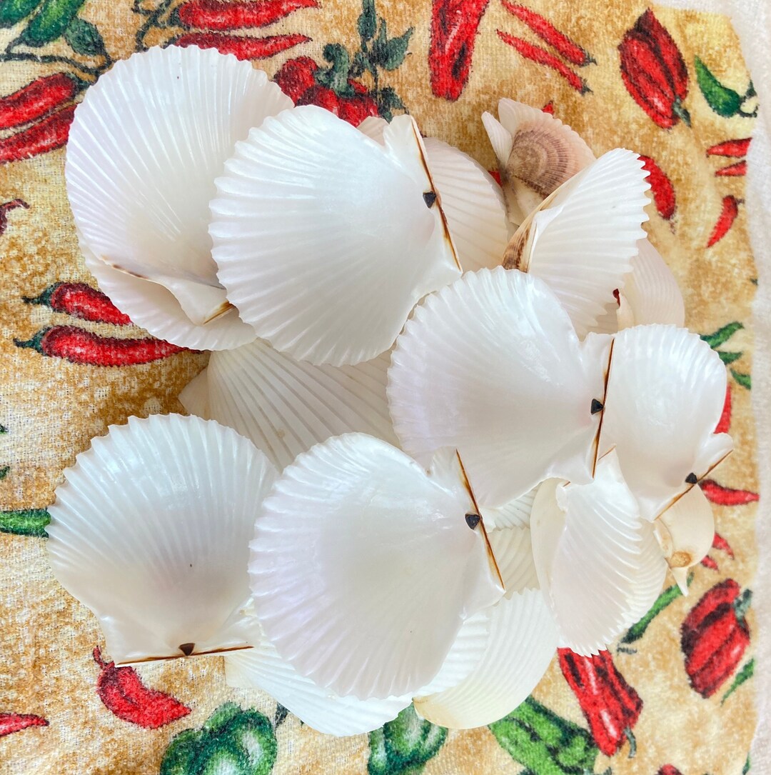White Florida Gulf Bay Scallops Shell, Scallop Shell, Set of 30 ...