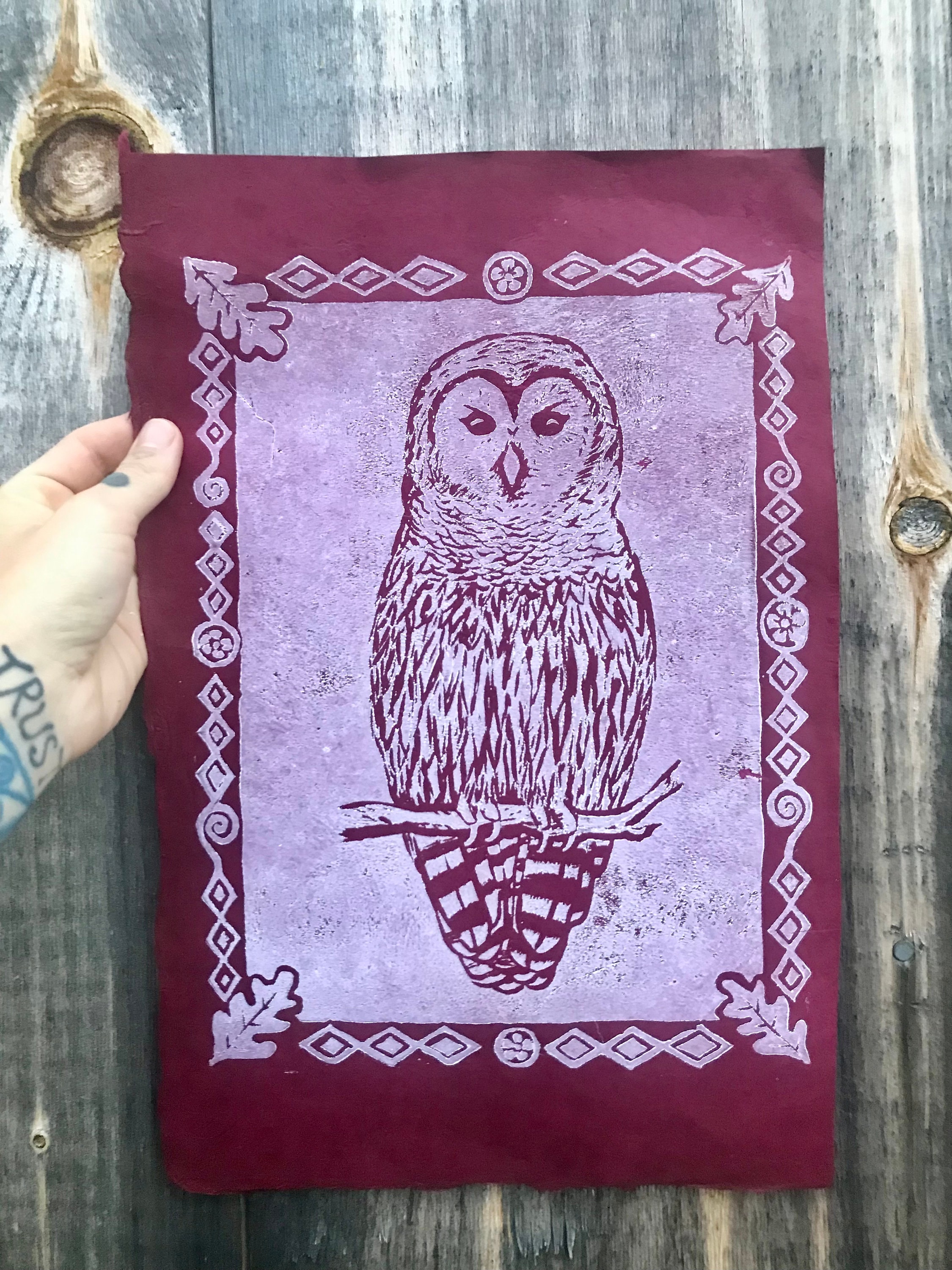 Barred Owl Poster - Etsy