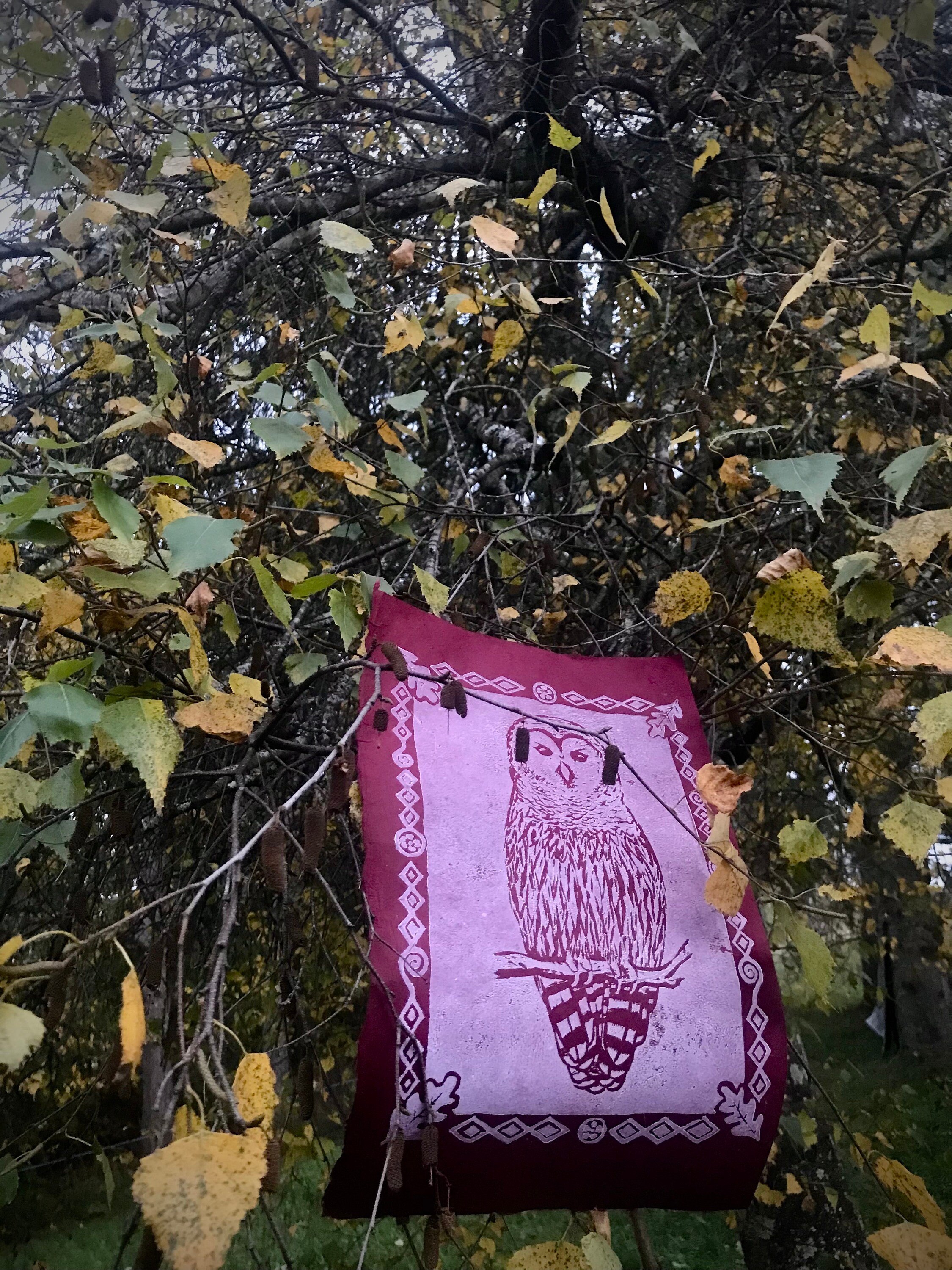 Barred Owl Poster - Etsy