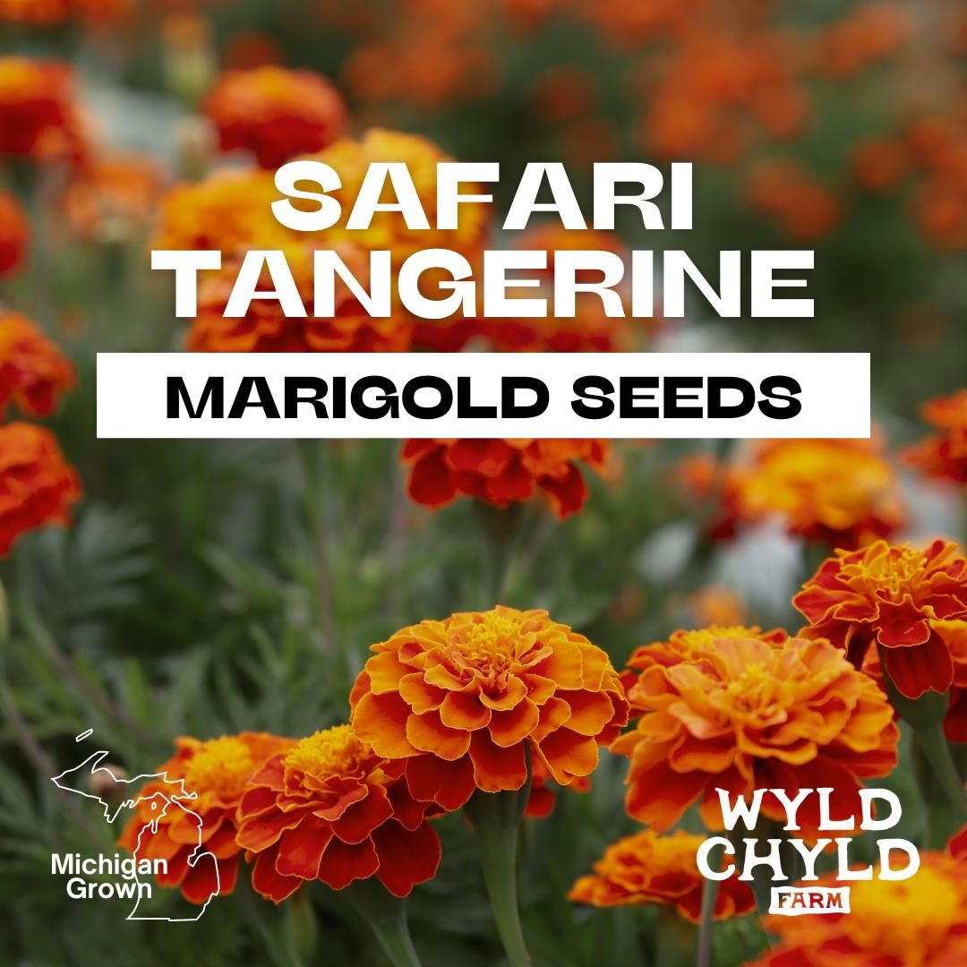 Marigold Seeds, Heirlooms Seeds, Safari Tangerine, Michigan Grown Seeds ...