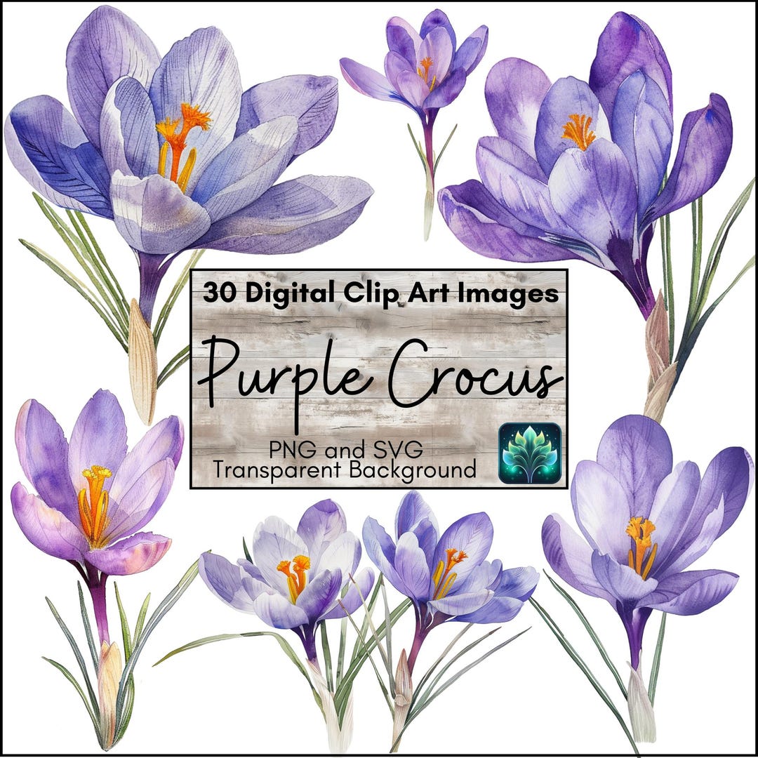 Purple Crocus Floral Digital Clipart Set, Watercolor Flowers Clip Art ...