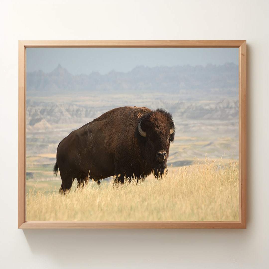 Buffalo in the Badlands | Badlands National Park South Dakota | Digital ...