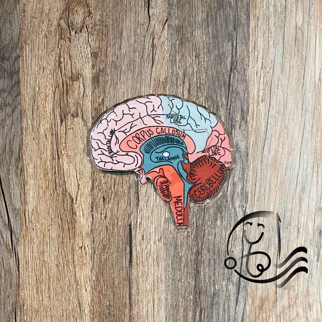 Brain Anatomy ID Badge Reel - Etsy