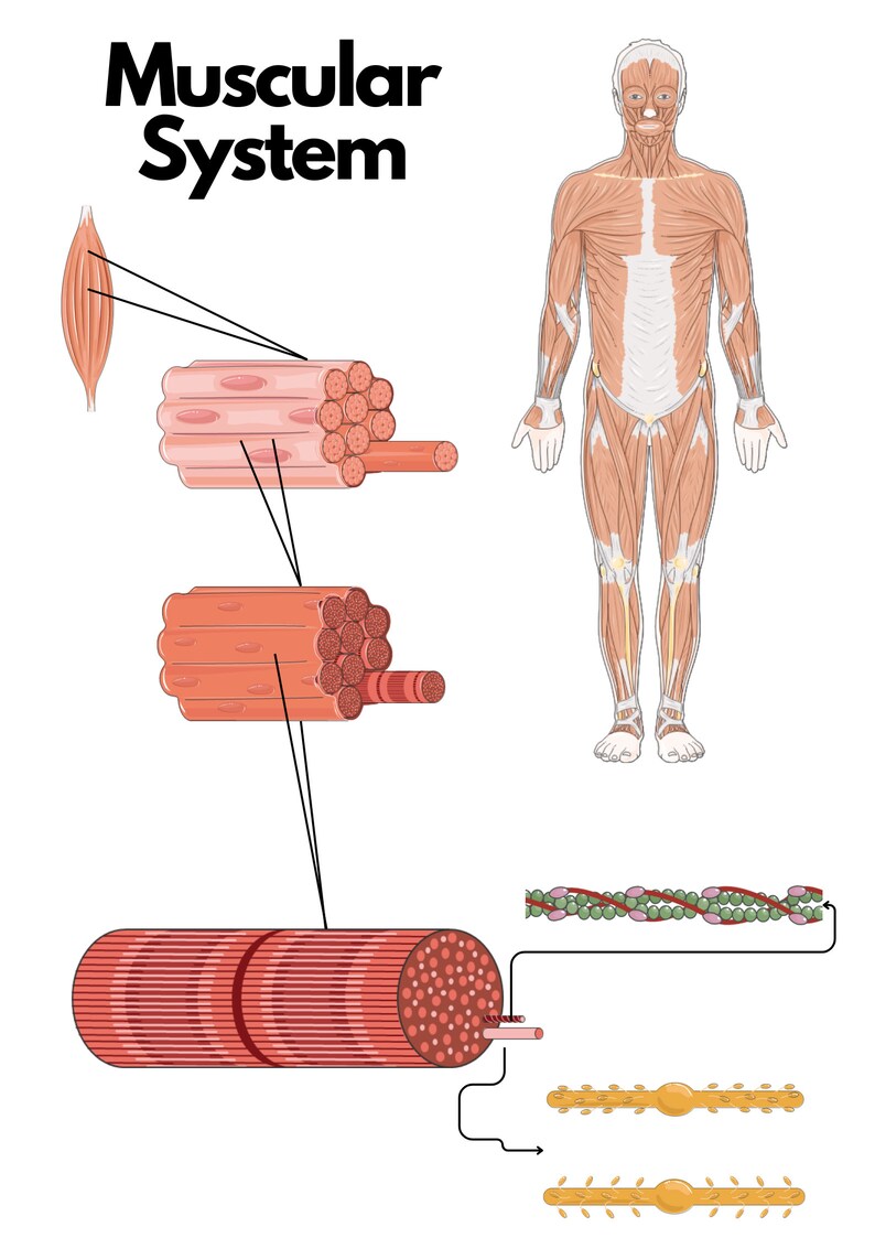 Biological Systems of Human Printable PDF Anatomy and Biology Posters ...
