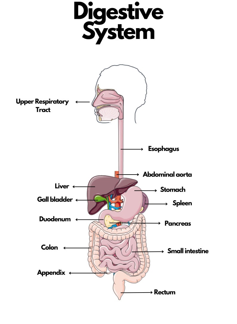 Biological Systems of Human Printable PDF Anatomy and Biology Posters ...