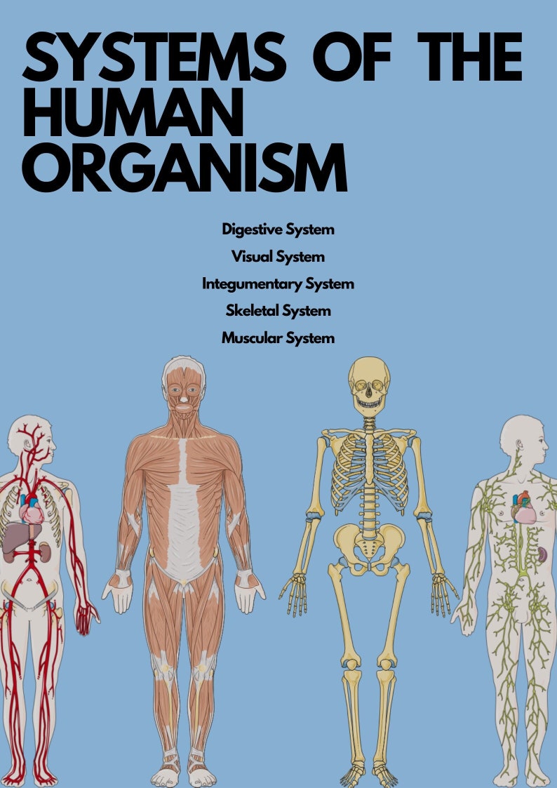 Biological Systems of Human Printable PDF Anatomy and Biology Posters ...