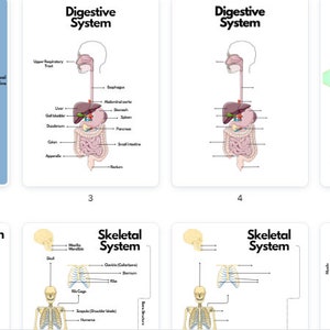 Biological Systems of Human Printable PDF Anatomy and Biology Posters ...