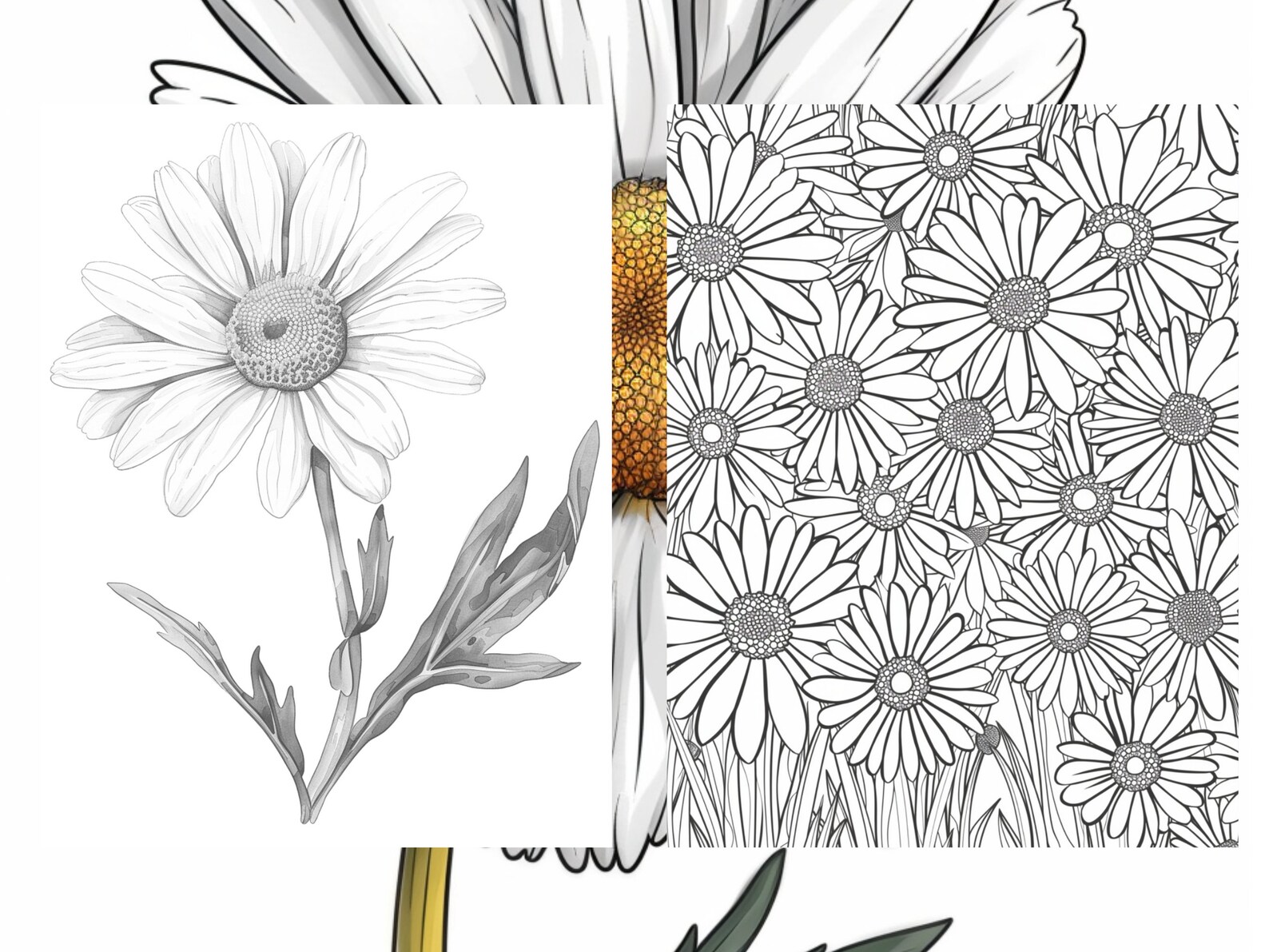 25 Daisy Flower Coloring Pages - Adults and Kids Coloring Book ...