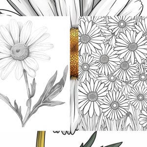25 Daisy Flower Coloring Pages - Adults and Kids Coloring Book ...