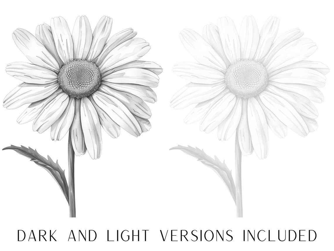 25 Daisy Flower Coloring Pages - Adults and Kids Coloring Book ...