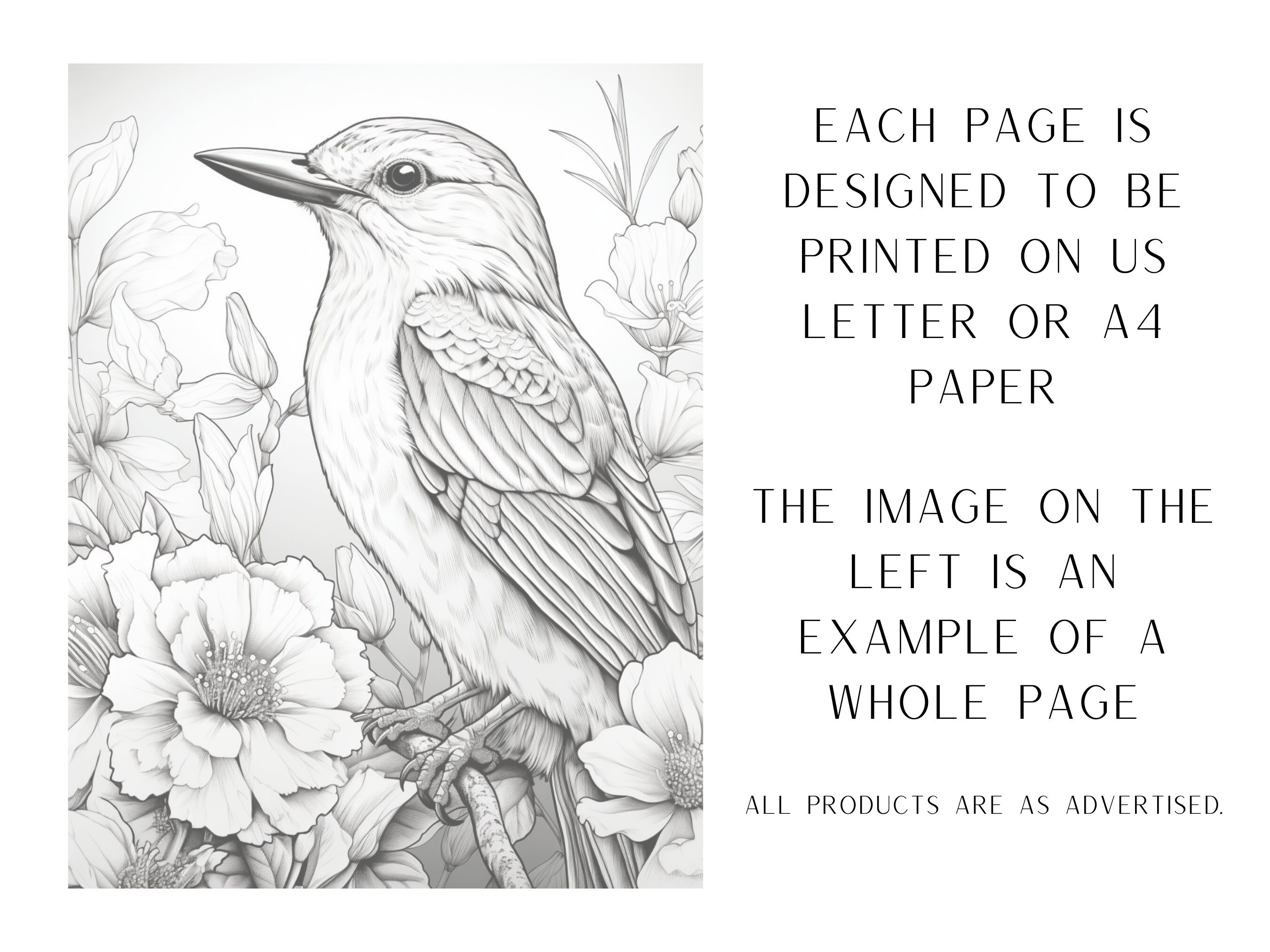 25 Cute Bird Coloring Pages Adults and Kids Coloring Book, Digital ...