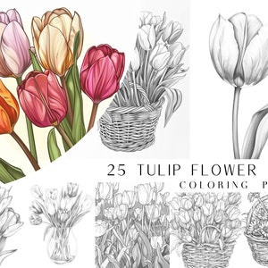 25 Tulip Flower Coloring Pages - Adults and Kids Coloring Book ...