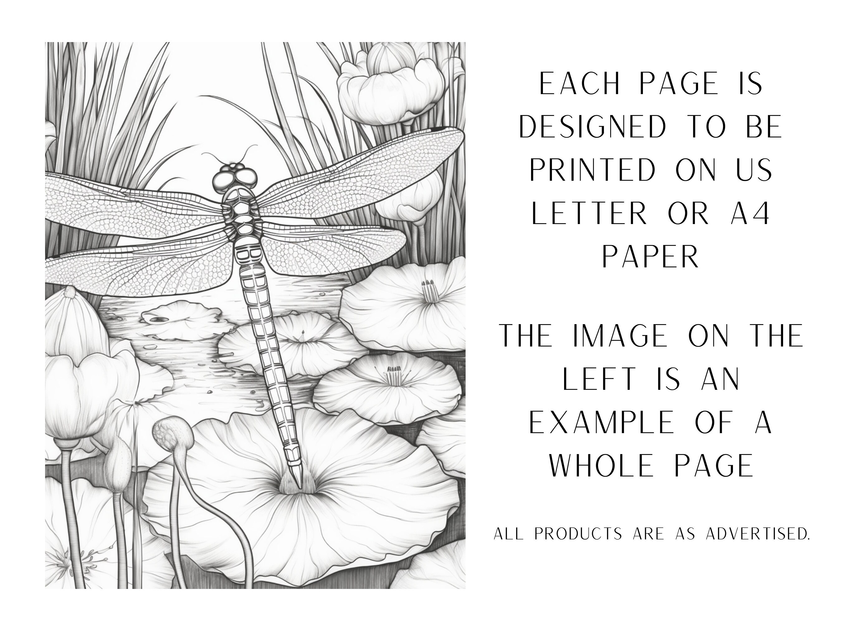 25 Floral Dragonfly Coloring Pages Adult and Kids Coloring Book ...