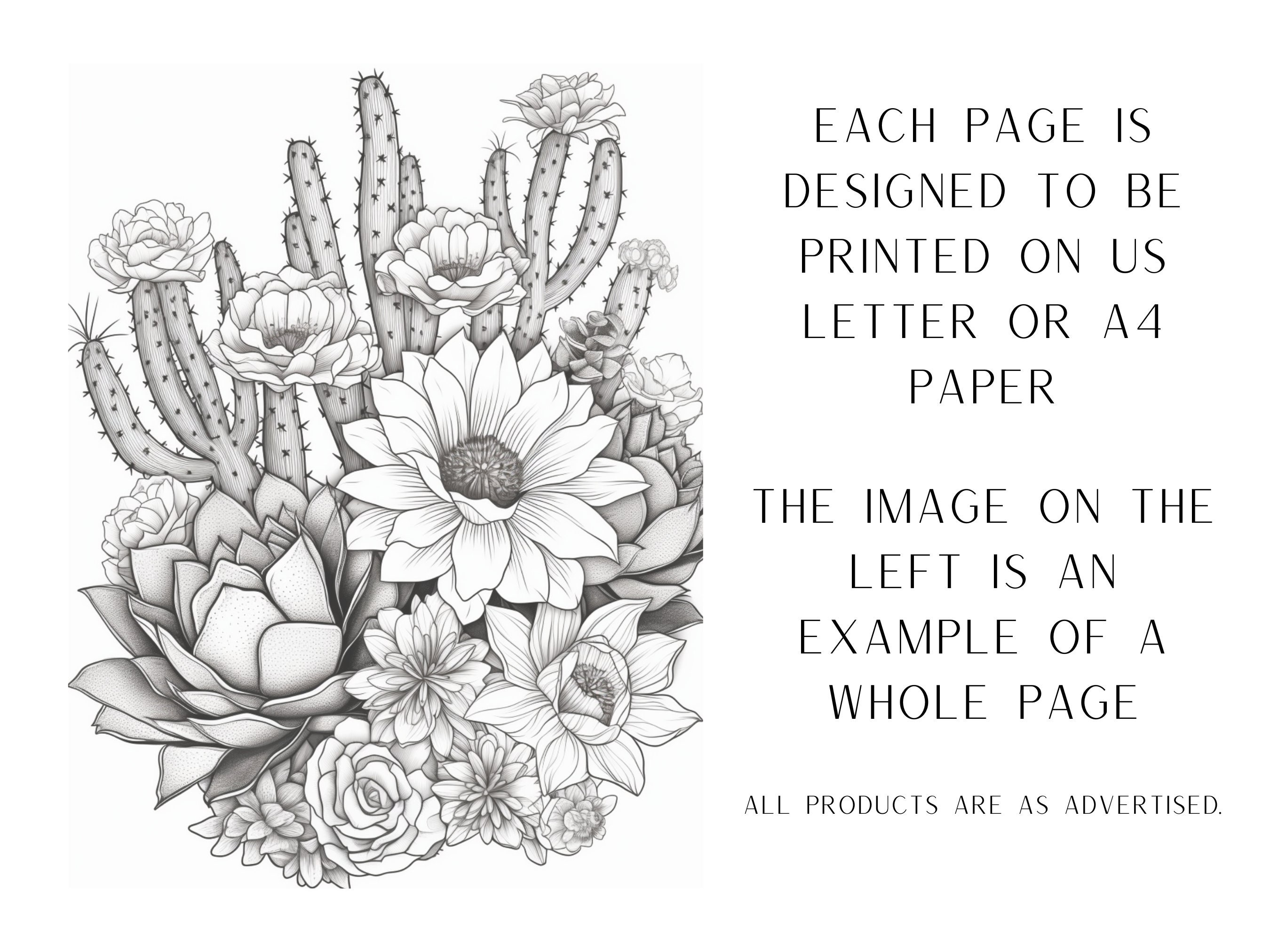 25 Floral Cactus and Succulent Coloring Pages Adult Coloring - Etsy