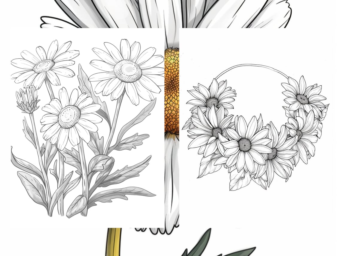25 Daisy Flower Coloring Pages - Adults and Kids Coloring Book ...