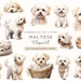 Bichon Frise Clipart. Original Design Download. Bichon Illustration ...