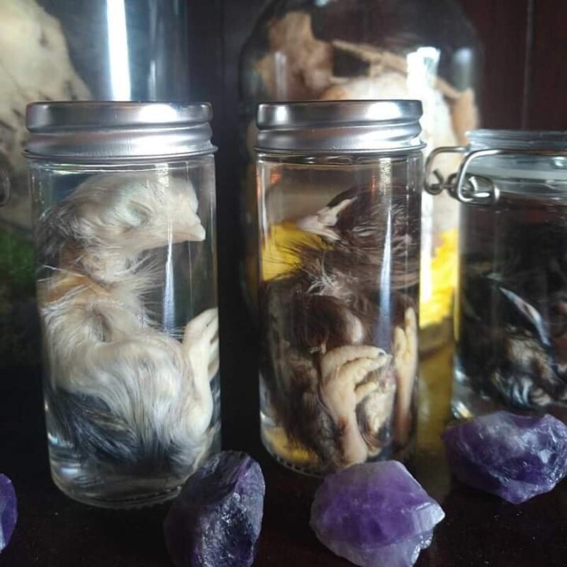 Wet Specimen - Etsy