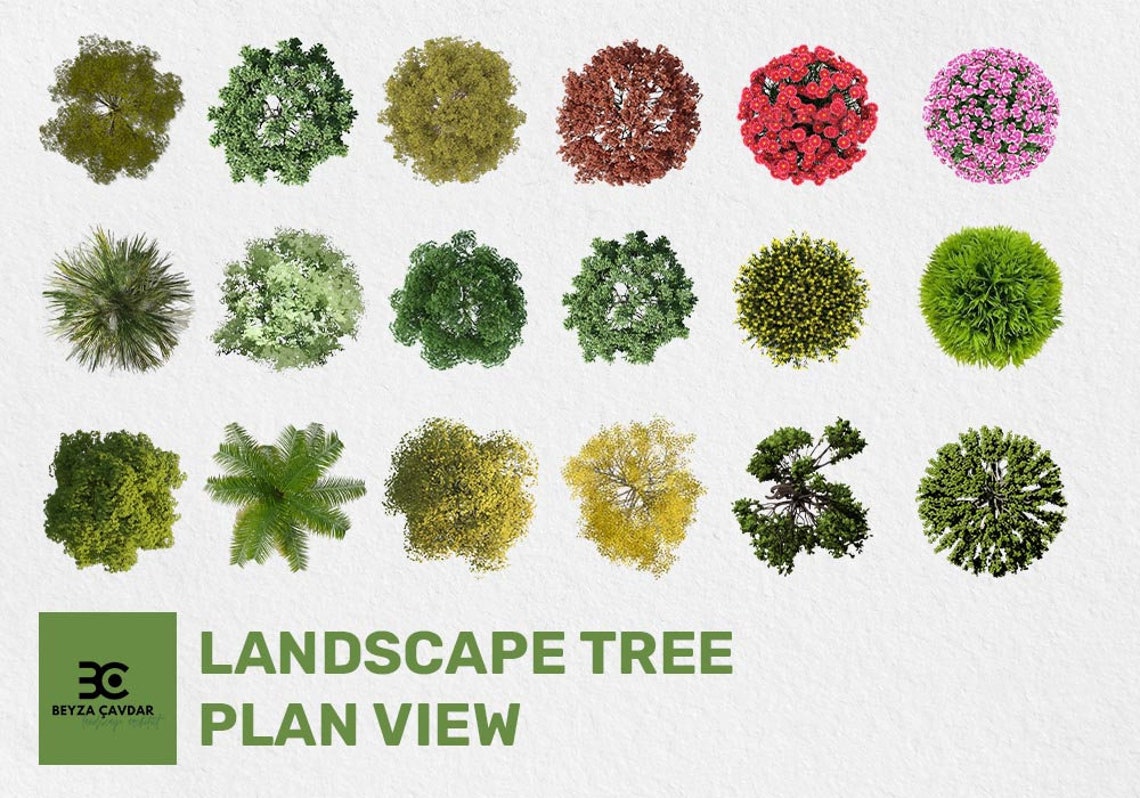 Tree Top View, Landscape Tree Plan View, Photoshop PSD, Landscape Plan ...