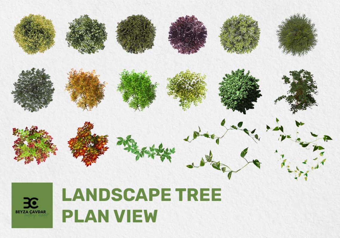 Tree Top View, Landscape Tree Plan View, Photoshop PSD, Landscape Plan ...