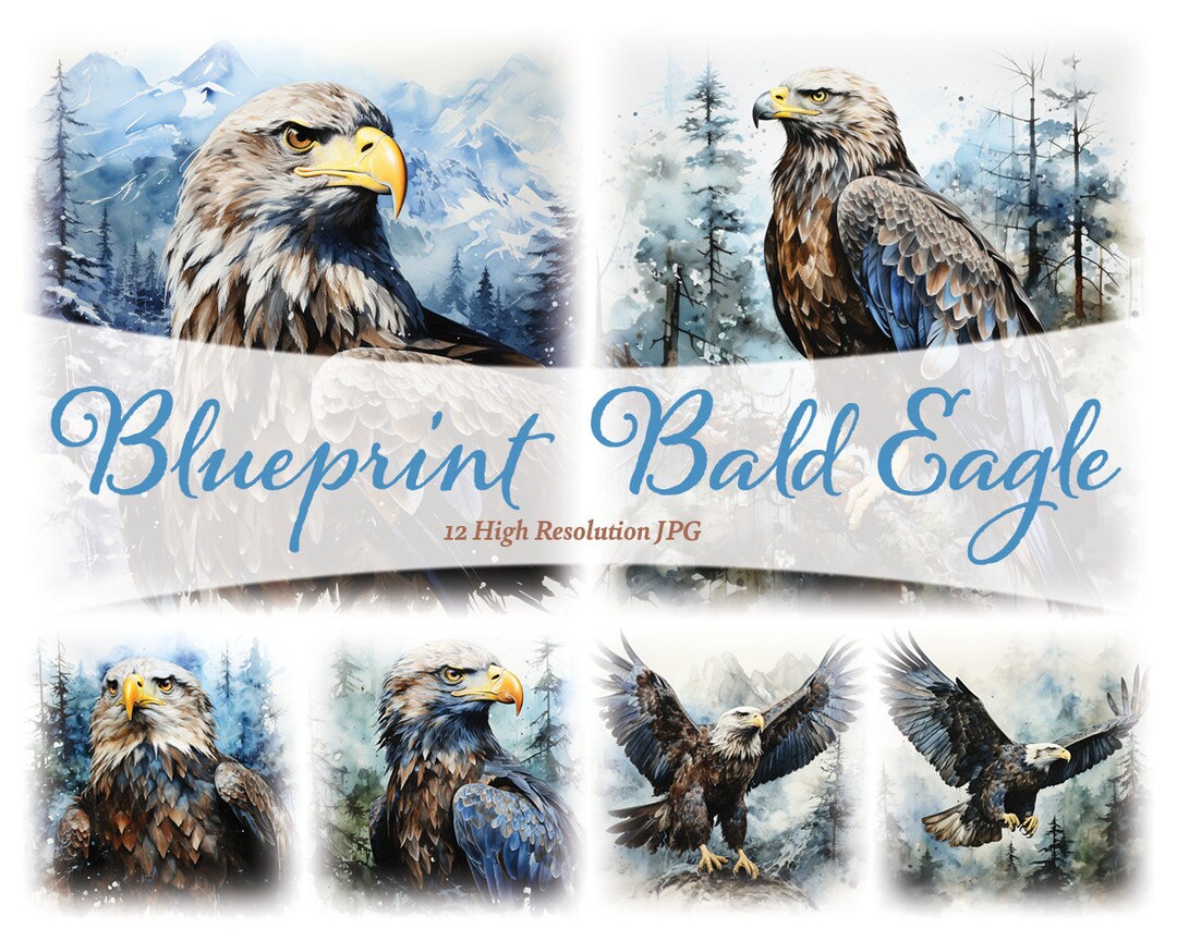 Watercolour Blueprint Bald Eagle Clipart 12 JPG High Resolution of ...