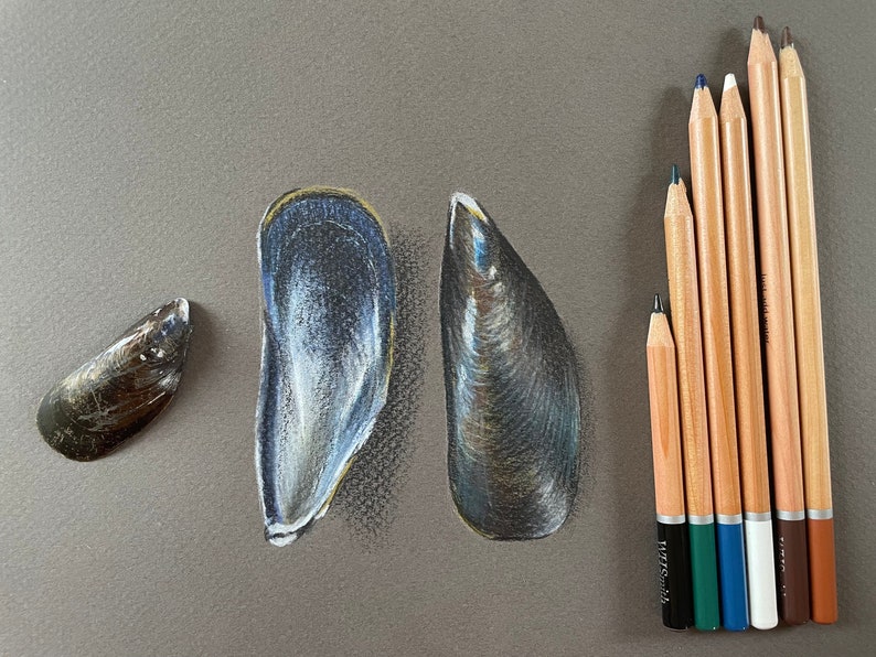 Original Muscle Shell Art Pencil Drawing Seaside Coastal Seafood Art - Etsy