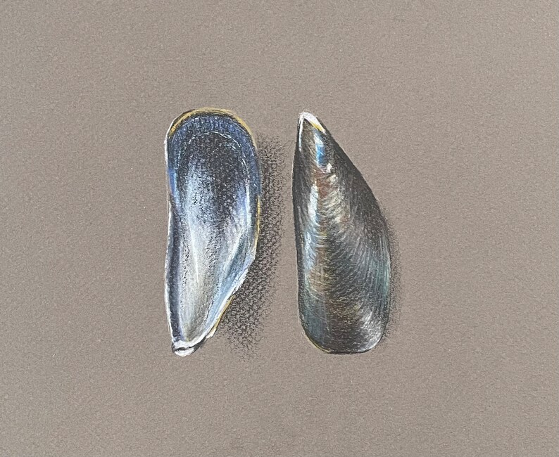 Original Muscle Shell Art Pencil Drawing Seaside Coastal - Etsy