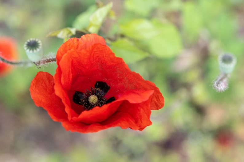 Open Poppy Flower on Blurred Green Grass. Digital Posters. - Etsy