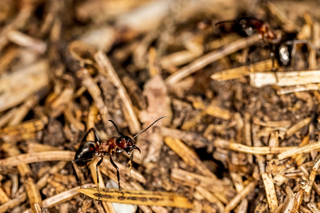 Curious Antics: an Ant's Curiosity. Digital Picture. - Etsy