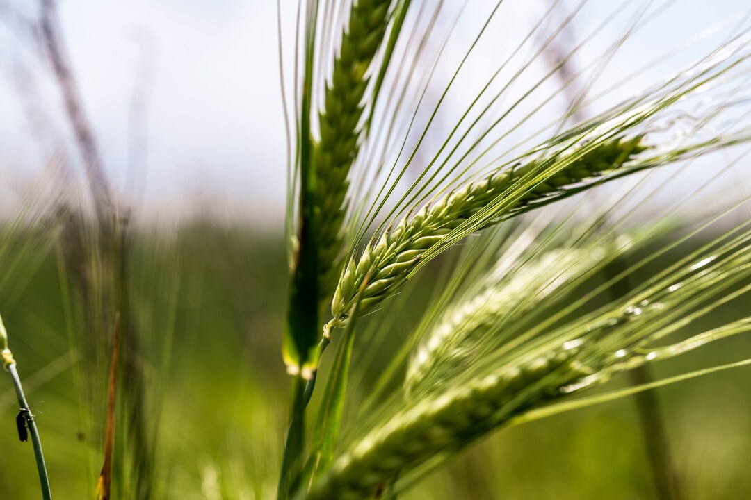 Emerging Green Wheat on Blue Sky Background. Digital Posters. - Etsy