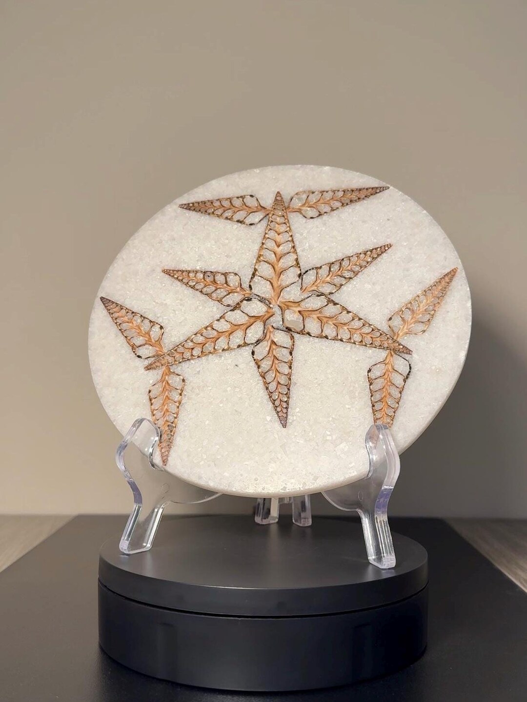Tentacle Ammonite Fossil Disc Fossilized Crystals - Etsy
