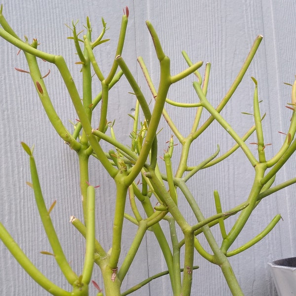 Fire Sticks Succulent - Etsy