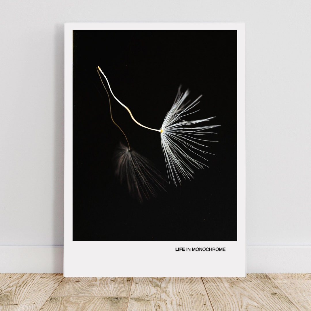 Minimalist Dandelion Seed Wall Art Monochrome Botanical Print Black and ...
