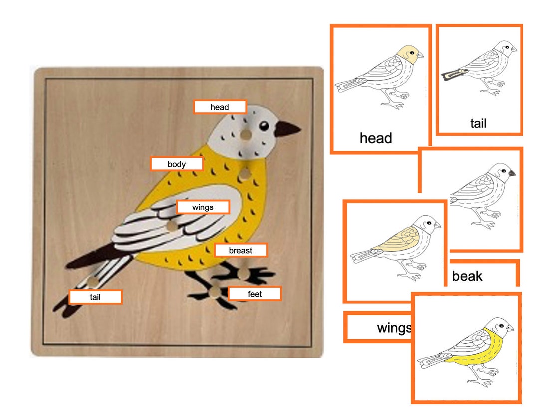 Parts of a Bird - Montessori 3-part-cards - Etsy