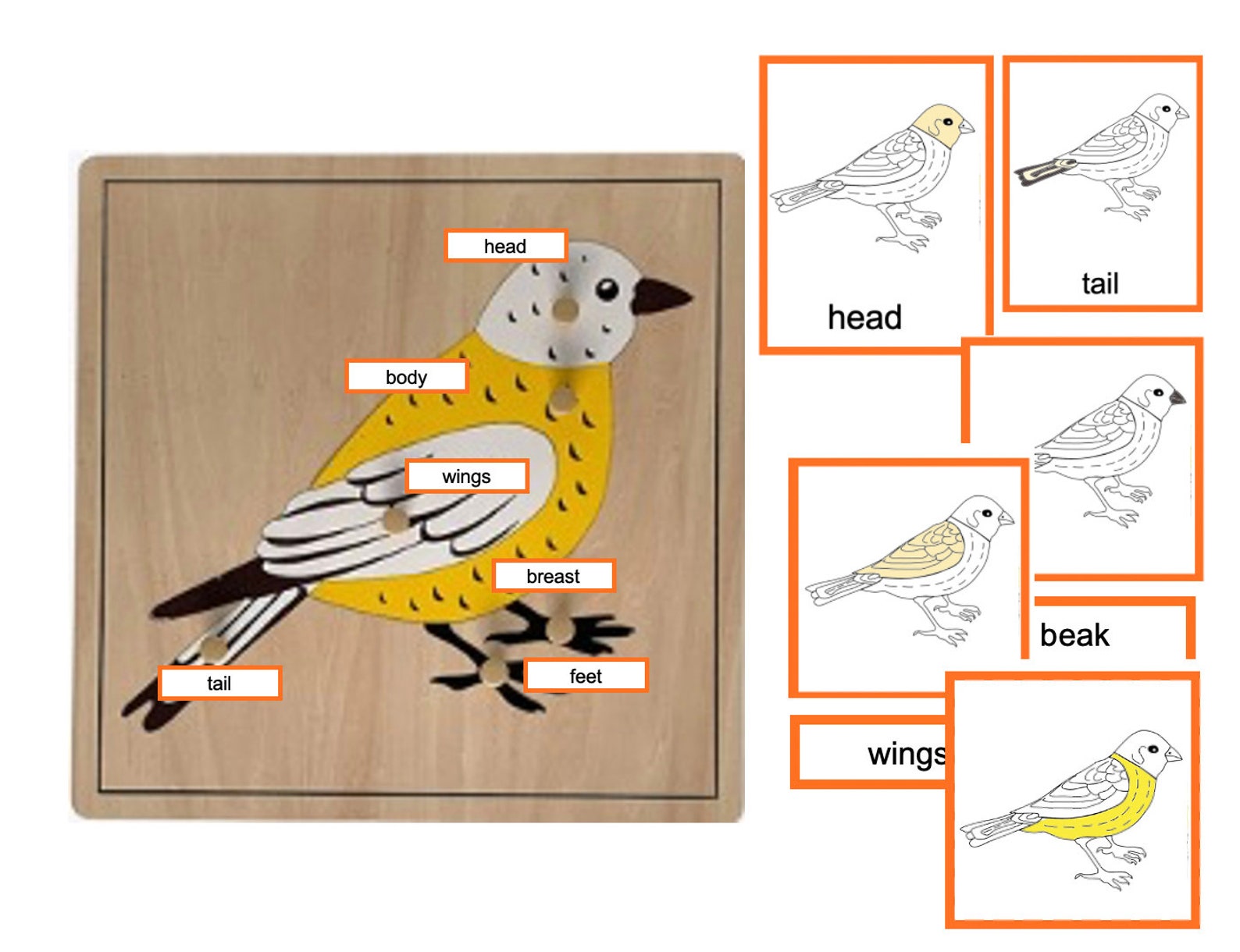 Parts of a Bird - Montessori 3-part-cards - Etsy