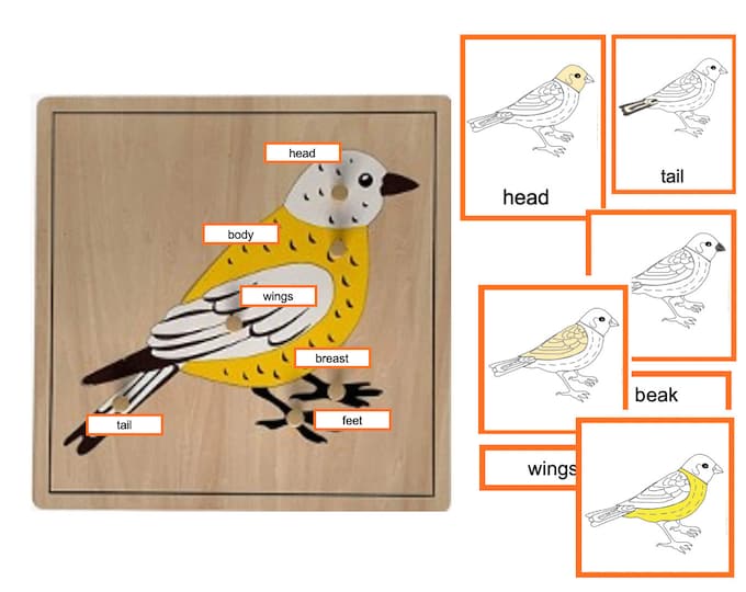 Parts of a Bird - Montessori 3-part-cards - Etsy