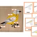 Parts of a Bird - Montessori 3-part-cards - Etsy