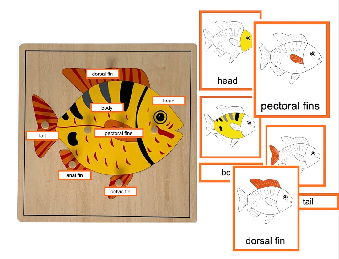 Parts of a Fish - Montessori 3-part-cards - Etsy