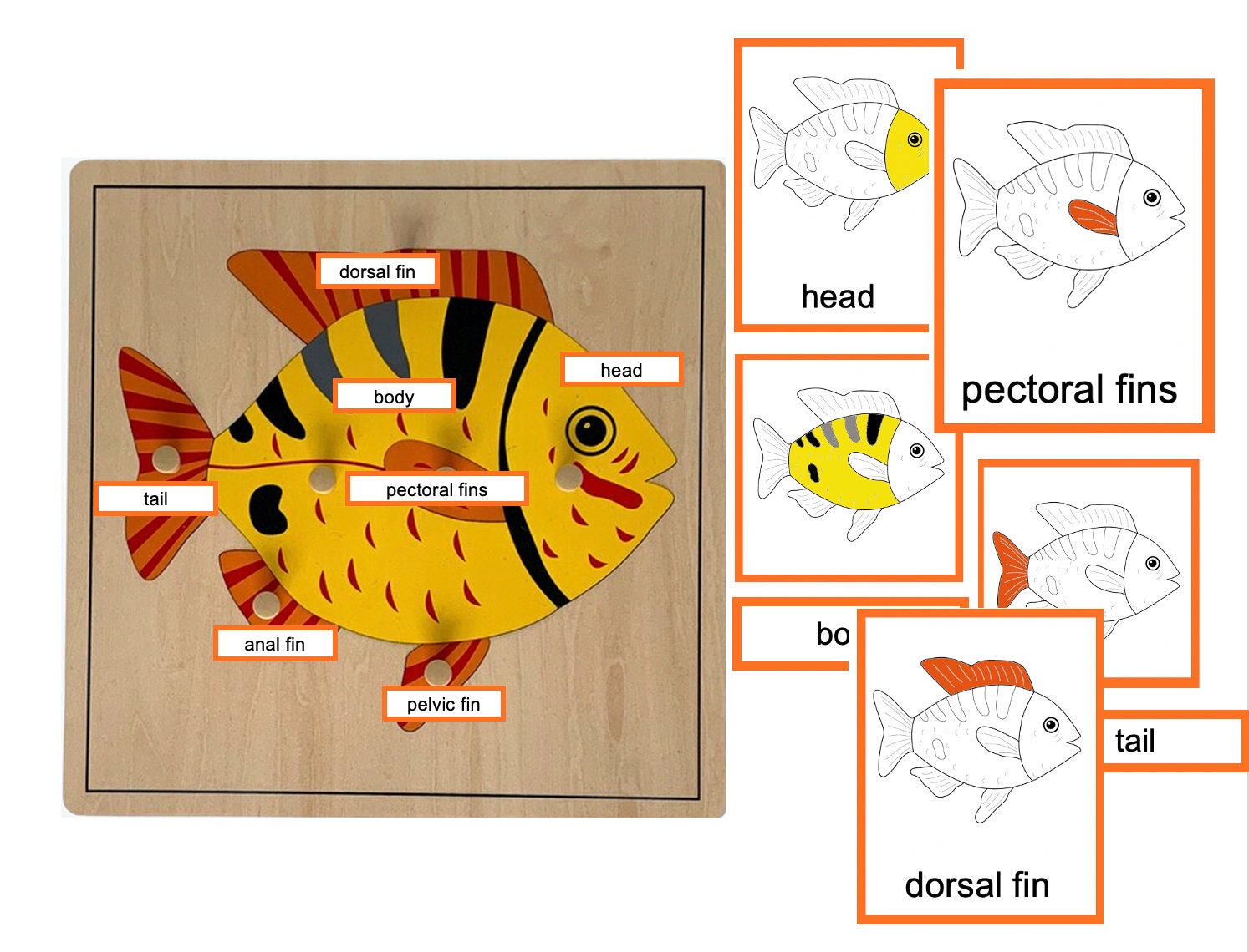 Parts of a Fish - Montessori 3-part-cards - Etsy
