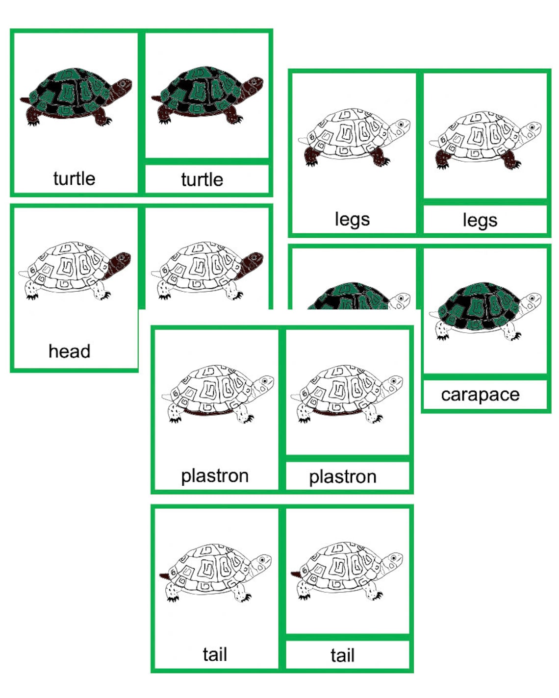 Parts of Turtle - Montessori 3-part-cards - Etsy