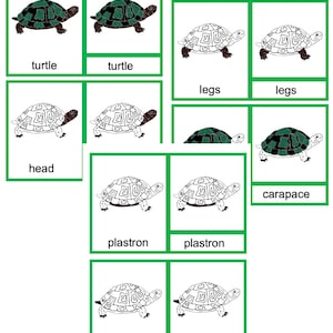 Parts of Turtle - Montessori 3-part-cards - Etsy