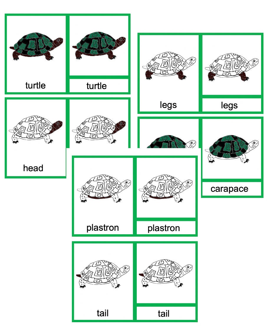 Parts of Turtle - Montessori 3-part-cards - Etsy