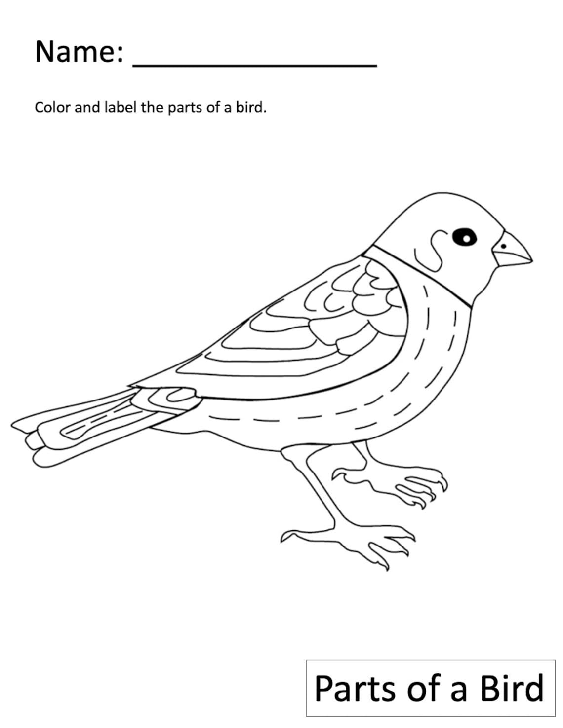 Parts of a Bird - Montessori 3-part-cards - Etsy