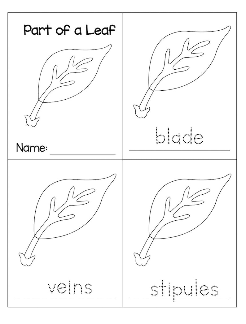 Parts of a Leaf - Montessori 3-part-cards - Etsy
