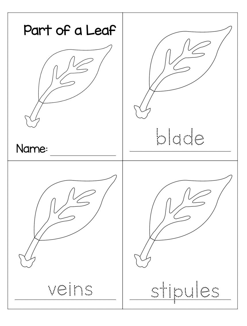 Parts of a Leaf - Montessori 3-part-cards - Etsy