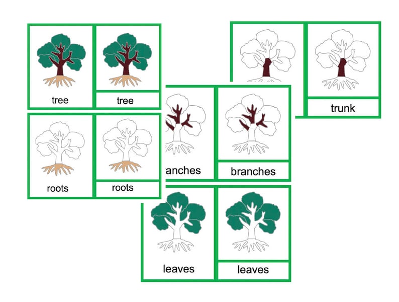 Parts of a Tree - Montessori 3-part-cards - Etsy