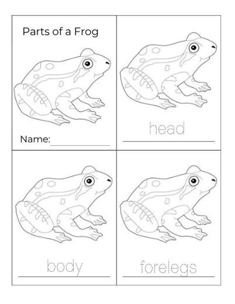 Parts of Frog - Montessori 3-part-cards - Etsy
